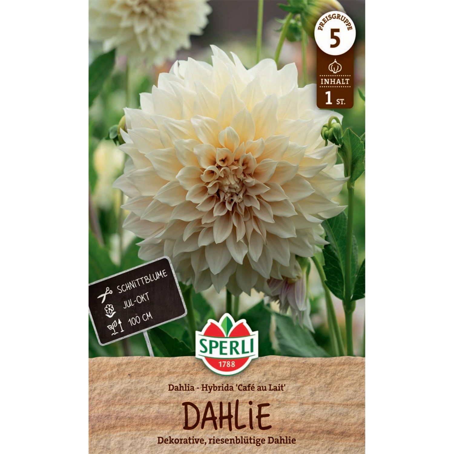 Sperli Dahlie Café au Lait kaufen bei OBI