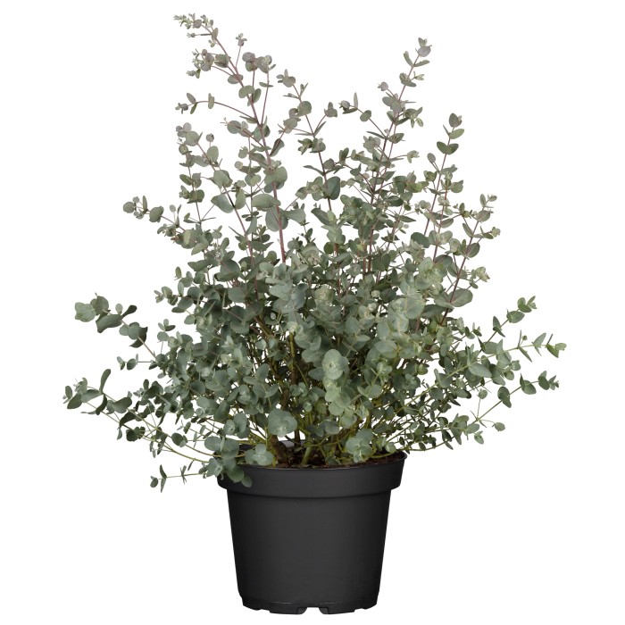 Wunderbar Eukalyptus Kaufen Obi Bild
