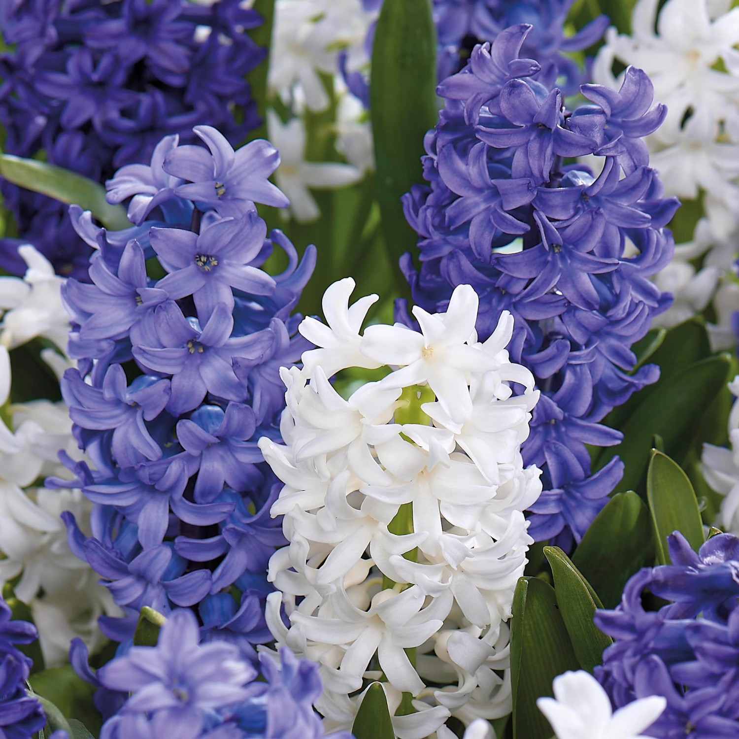 GROW by OBI Hyazinthen Mischung 6 Stück Hyacinthus Mix kaufen bei OBI