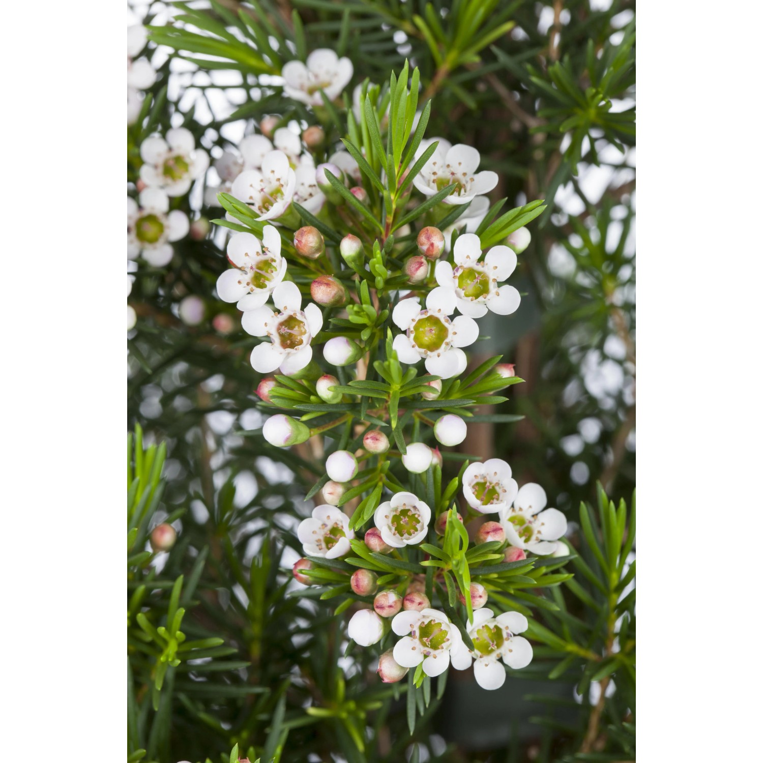Wachsblume Winterhart Kaufen