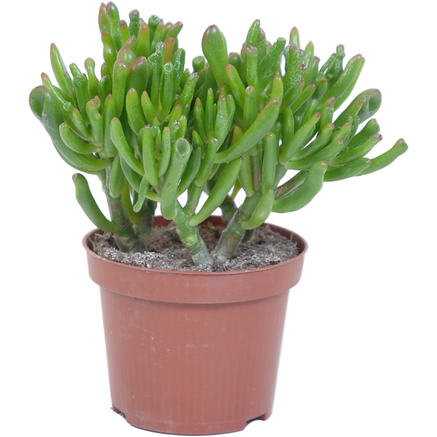 Verschiedene Sorten Dickblatt Topf-Ø ca. 12 cm Crassula kaufen bei OBI