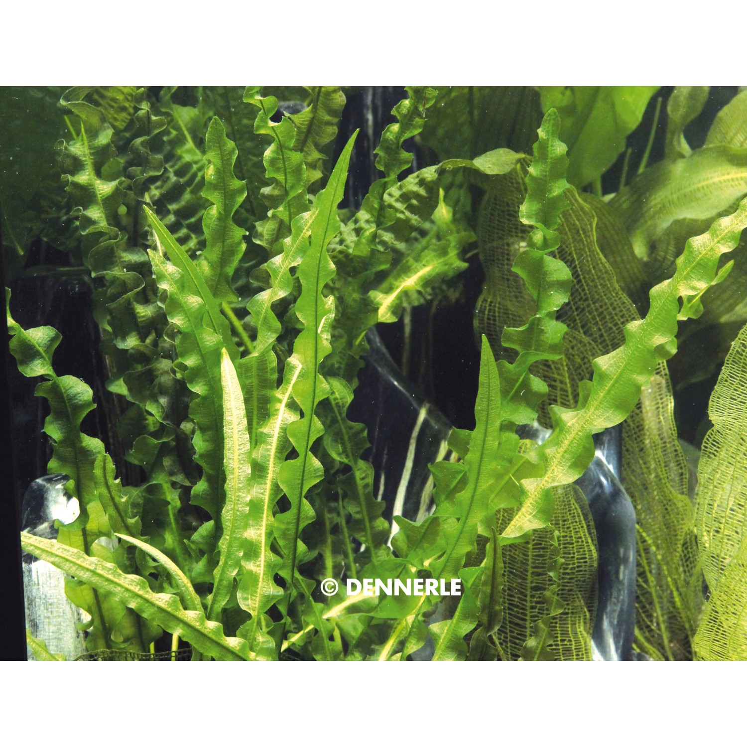 Dennerle Plants Aquariumpflanze Aponogeton Longiplumulosus Knolle ...