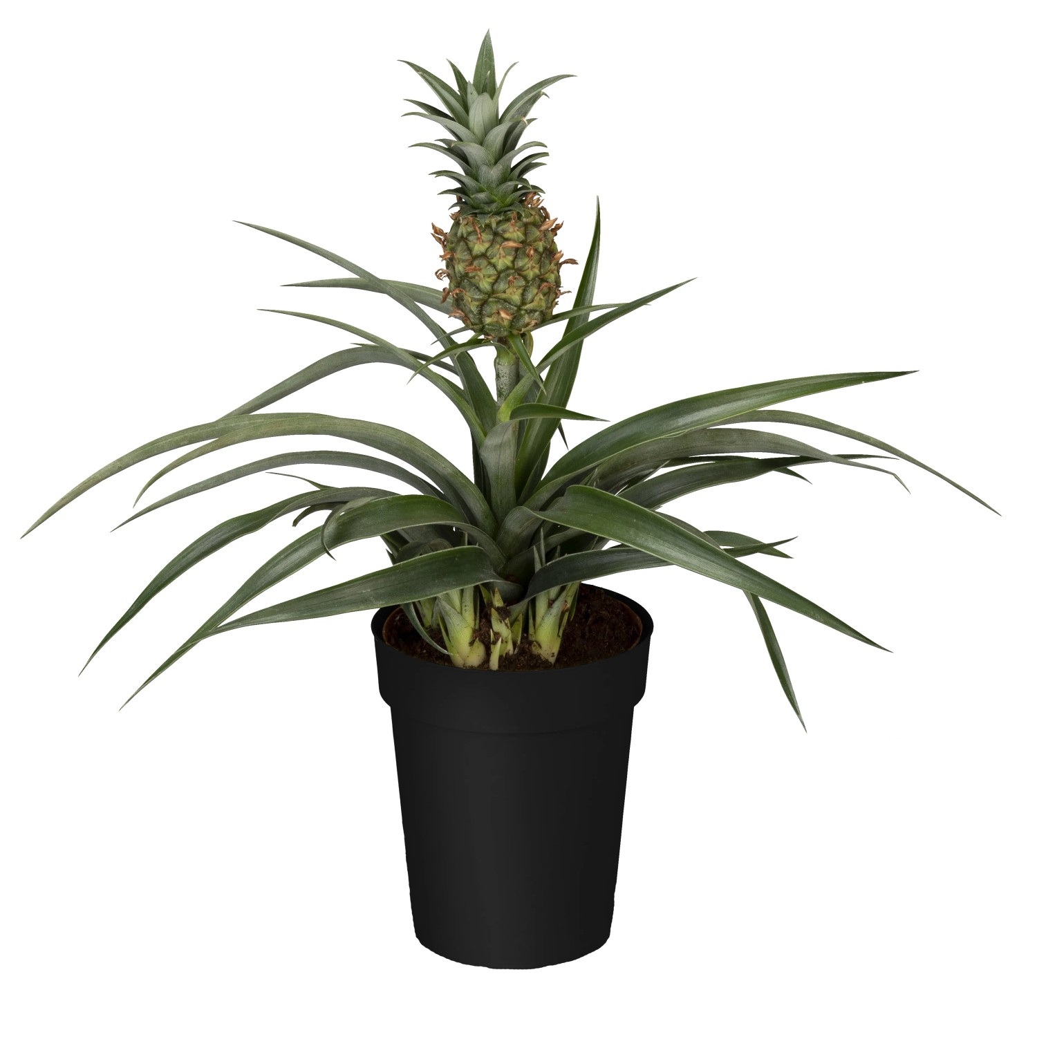 Zierananas 'Mi Amigo' Höhe ca. 35 cm Topf-Ø ca. 11 cm Ananas comosus kaufen bei OBI