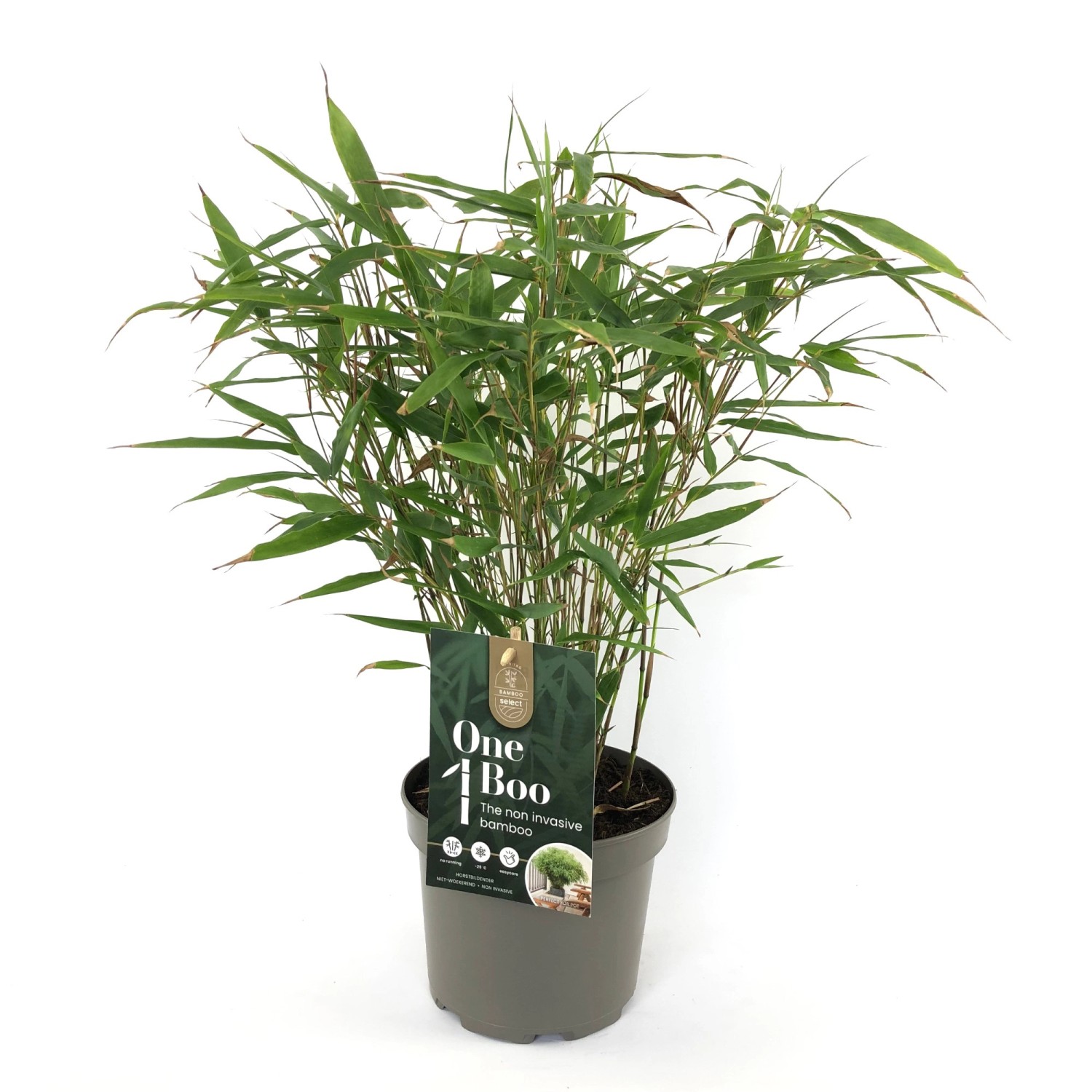 Gartenbambus "One Boo" Höhe ca. 20 - 30 cm Topf-Ø ca. 17 cm Fargesia ...