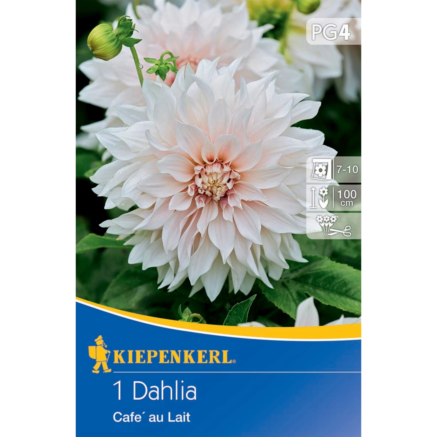 Kiepenkerl Dahlie "Café au Lait" Dahlia x Hybrida 1 Stück kaufen bei OBI