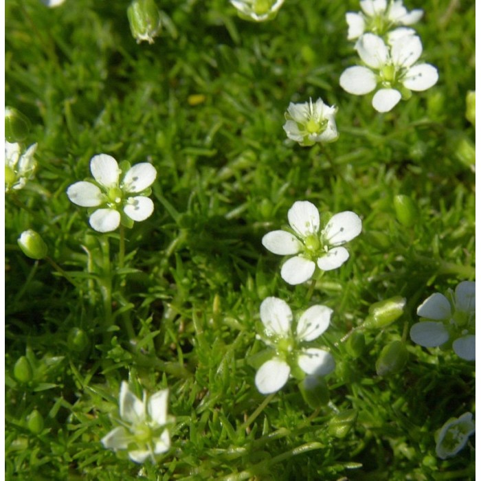 Sternmoos kaufen bei OBI