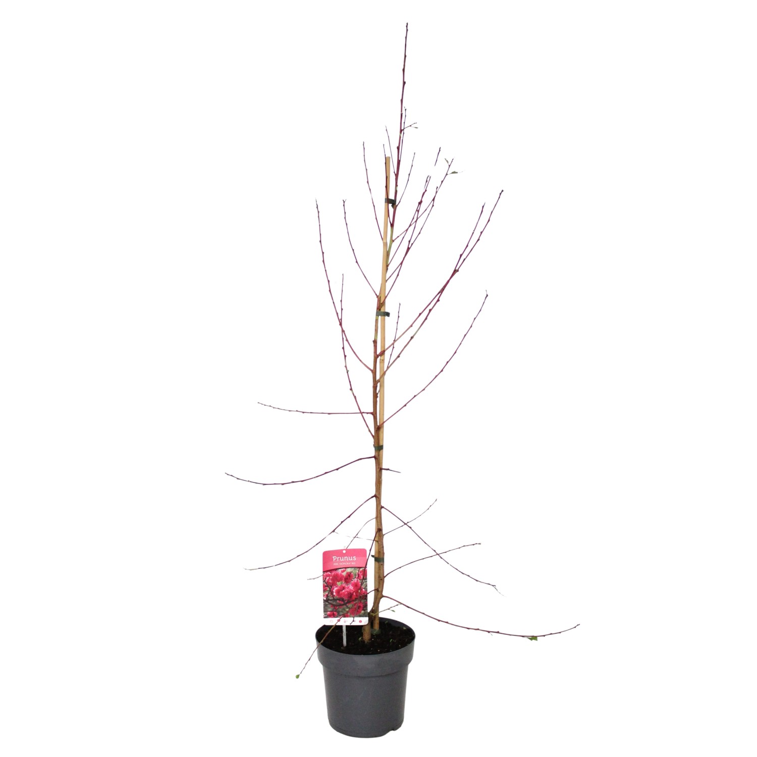 GROW by OBI Zierpfirsich "Taoflora Red" Höhe ca. 100 cm Prunus persica ...