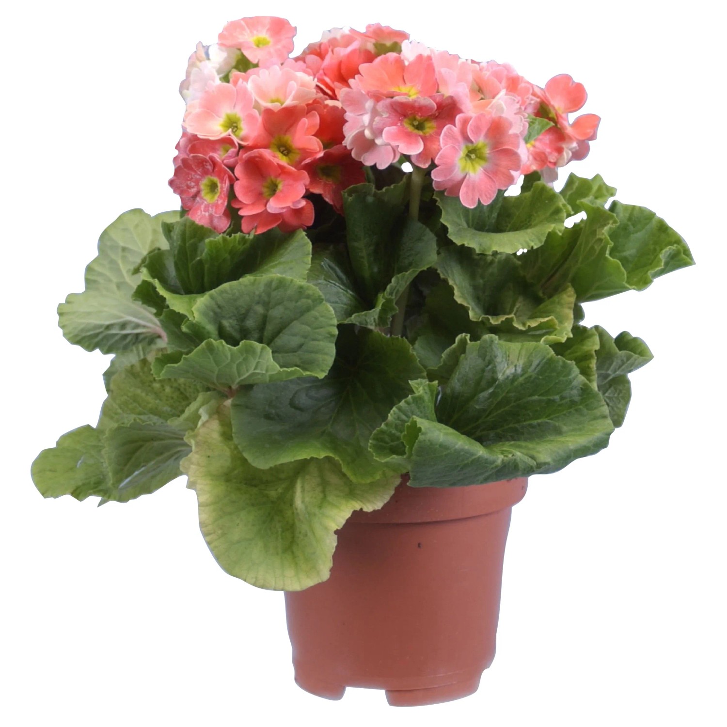 Primula obconica "Touch Me" 12 cm kaufen bei OBI