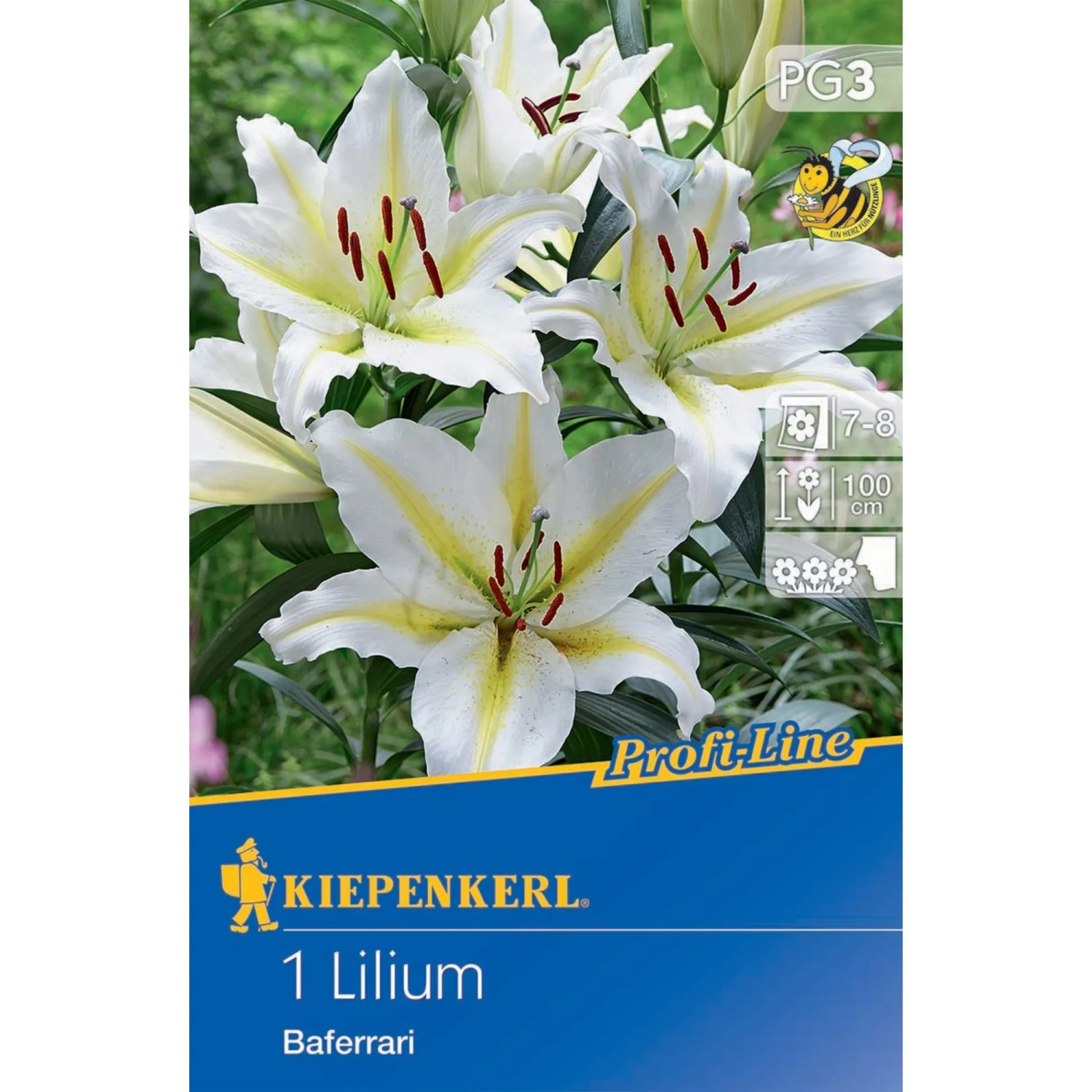 Kiepenkerl Lilien Blumenzwiebeln Baferrari Lilium x Hybrida 1 Stück ...