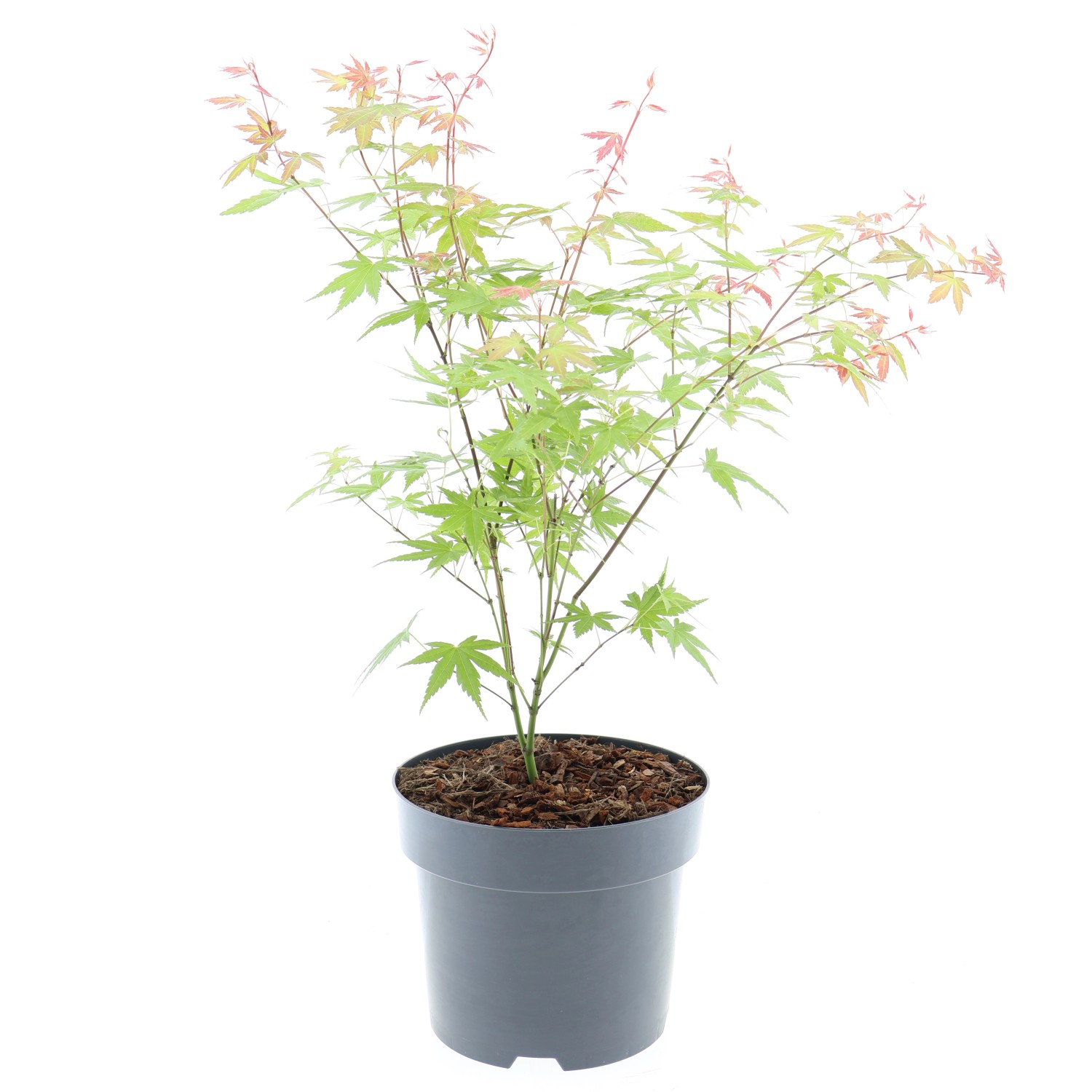 Japanischer Fächerahorn 7-fach Sortiert Höhe ca. 40 cm - 60 cm Acer ...