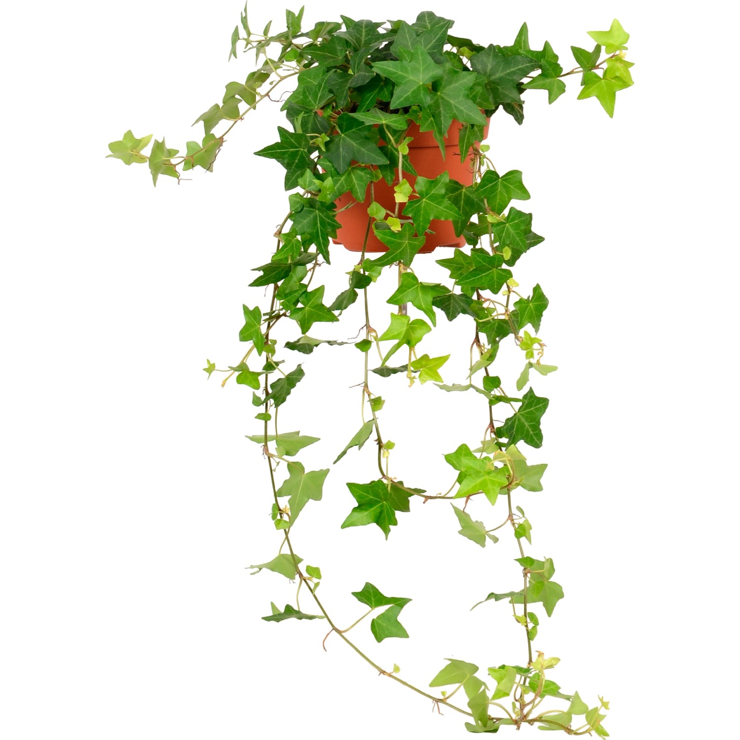 GROW by OBI Efeu sortiert Höhe ca. 20 cm Topf Ø ca. 13 cm Hedera Helix ...