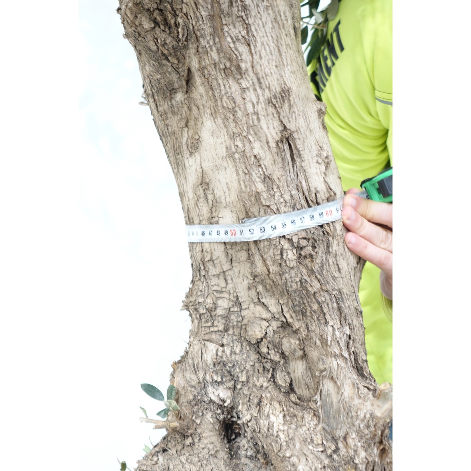 GROW by OBI Olivenbaum Stamm Höhe 150 - 175 cm Topf-Ø ca. 60 cm Olea ...