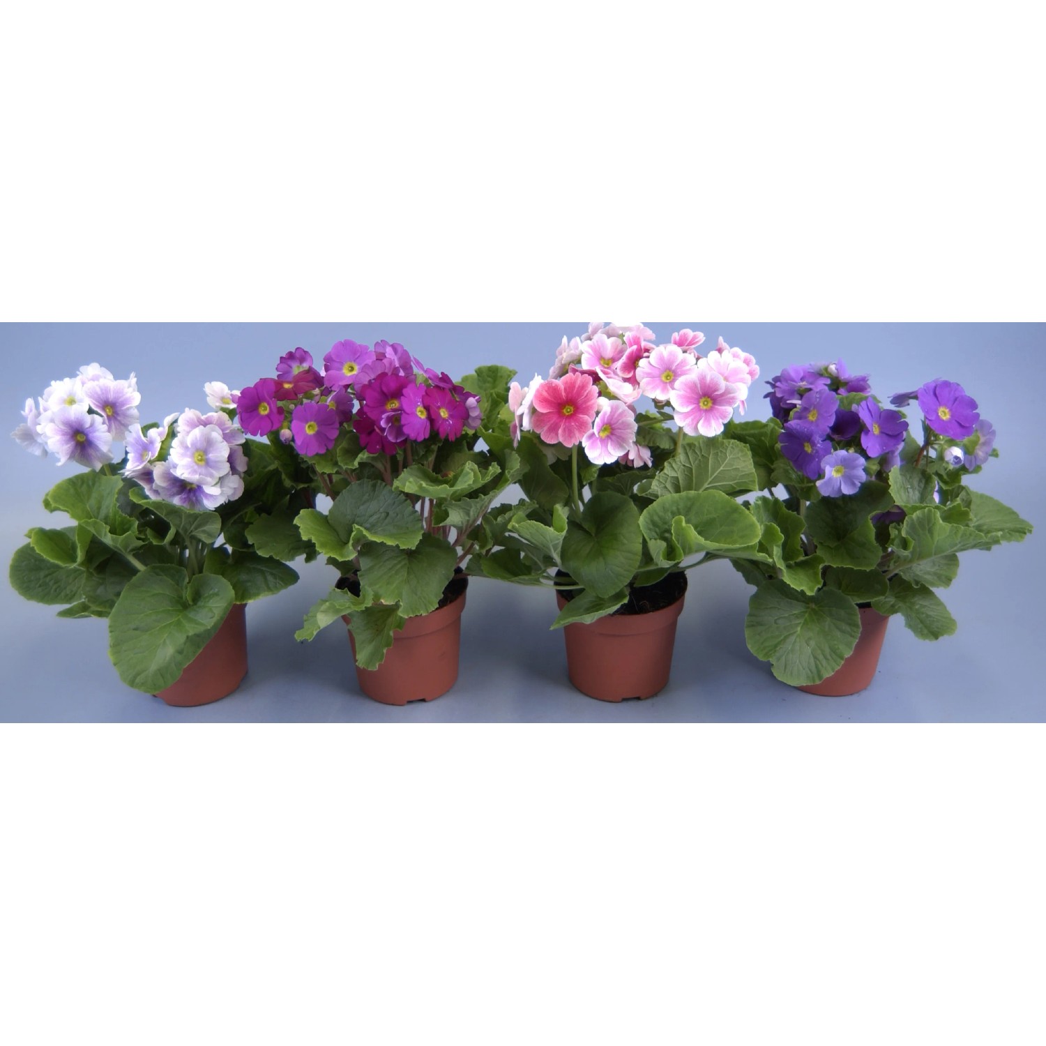 Becherprimel "Touch me" Mix Primula obconica 9 cm kaufen bei OBI