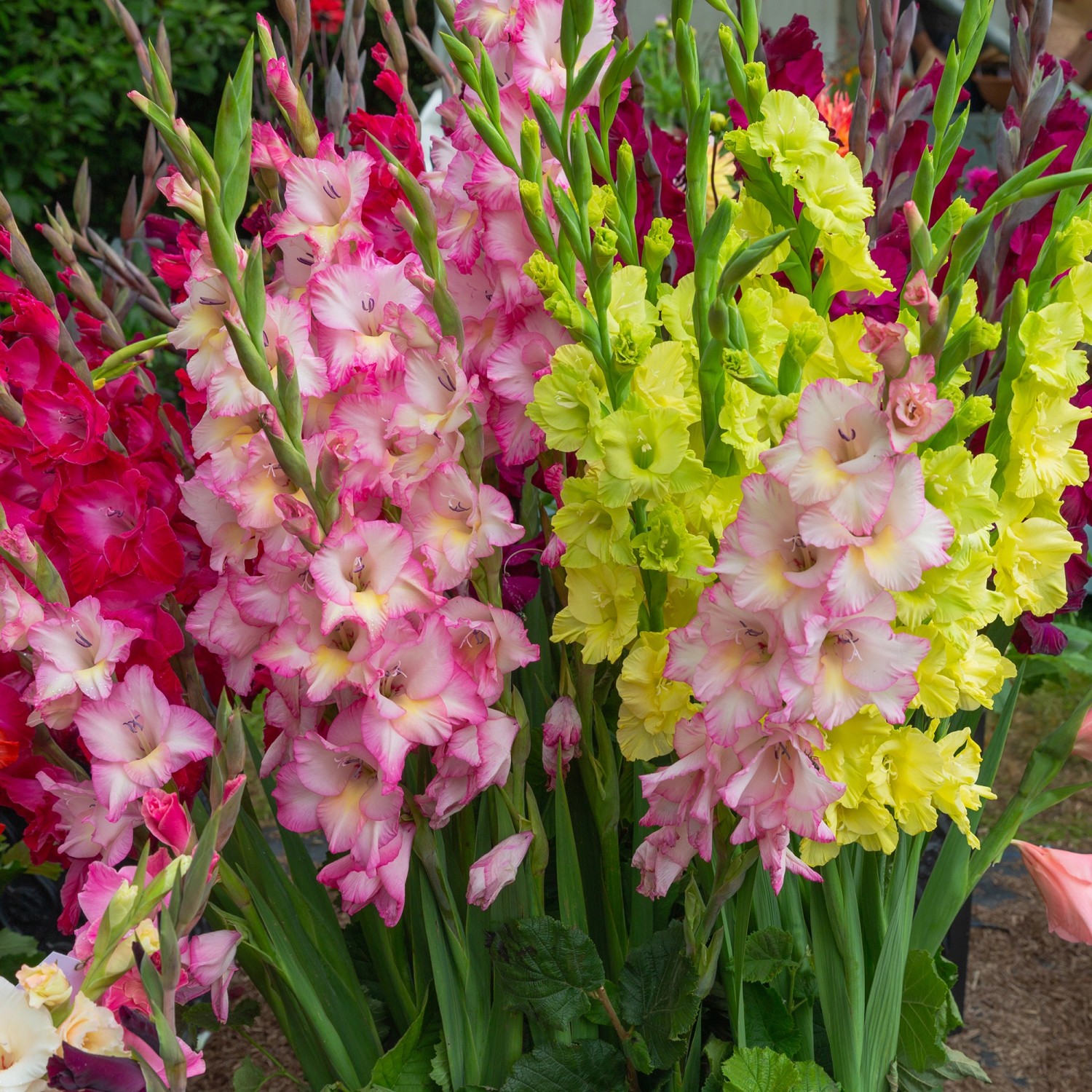 Gladiolen grandiflorus "Green Star" 12 Stück kaufen bei OBI