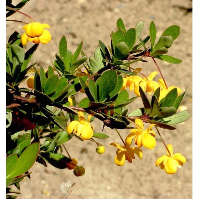 Berberitze Berberis kaufen bei OBI