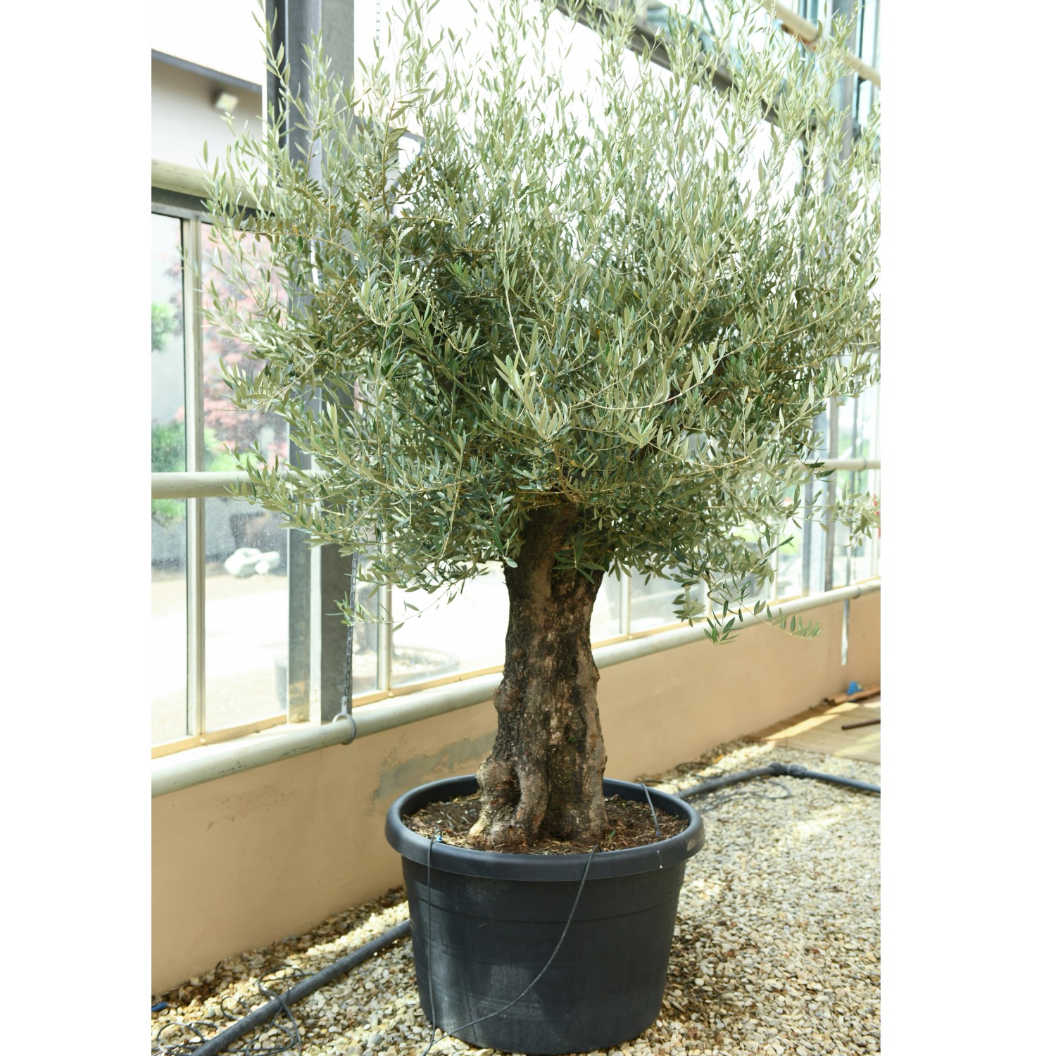 GROW by OBI Olivenbaum Höhe ca. 150 -175 cm Topf ca. 170 l Olea europea ...