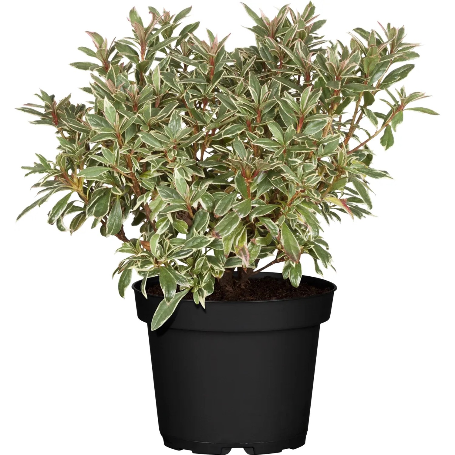 OBI Japanische Azalee "Hot Shot Variegata" Rot Azalea japonica kaufen ...