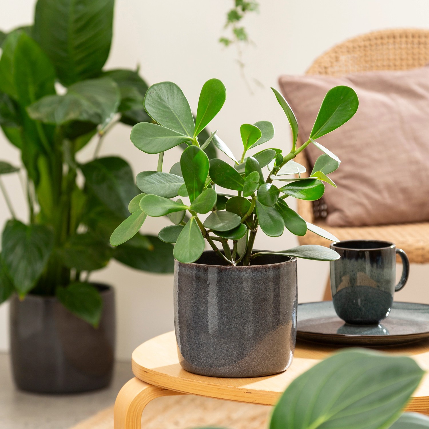 Scheurich Übertopf Solido 900 Ø 18 cm x 16 cm Mystic Grau kaufen bei OBI