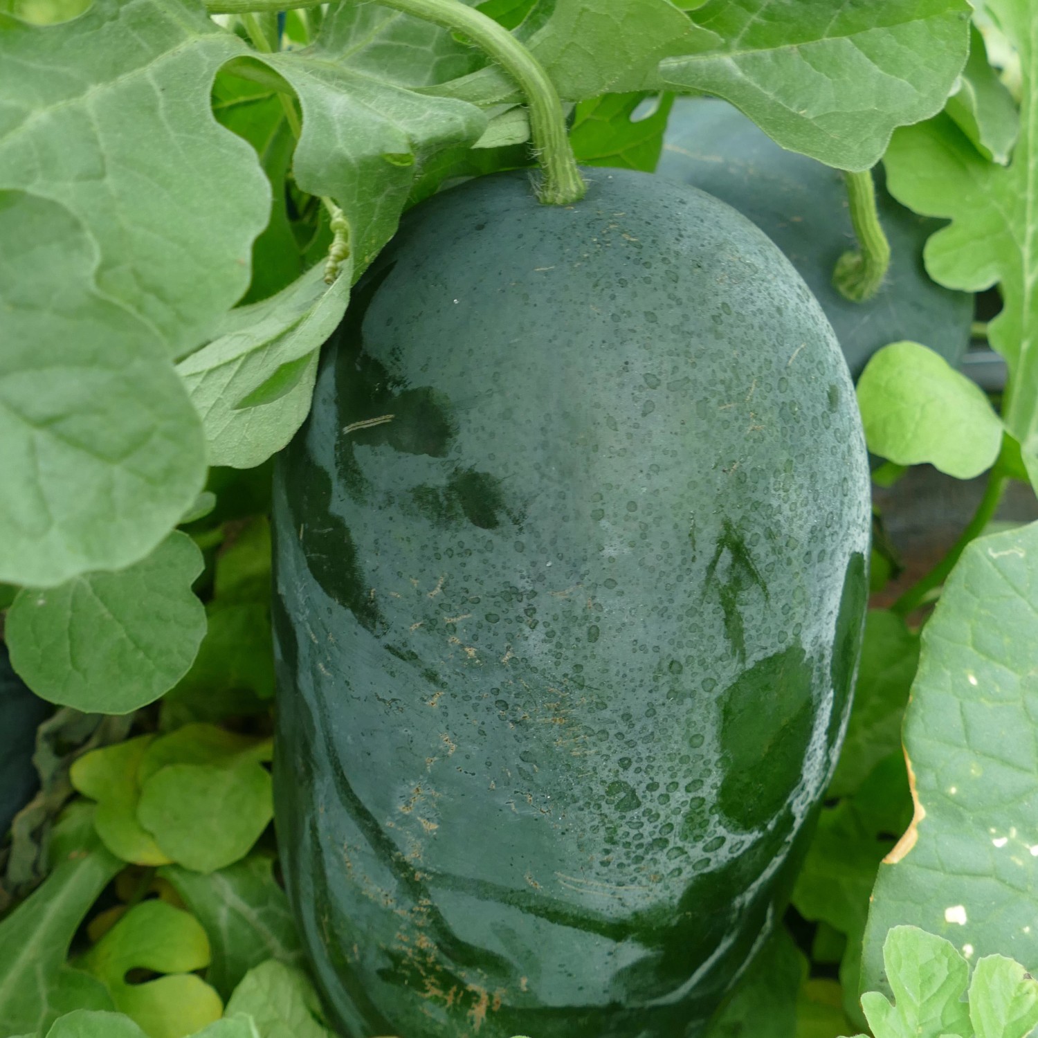 Blu Bio Wassermelone Topf-Ø ca. 12 cm Citrullus lanatus kaufen bei OBI