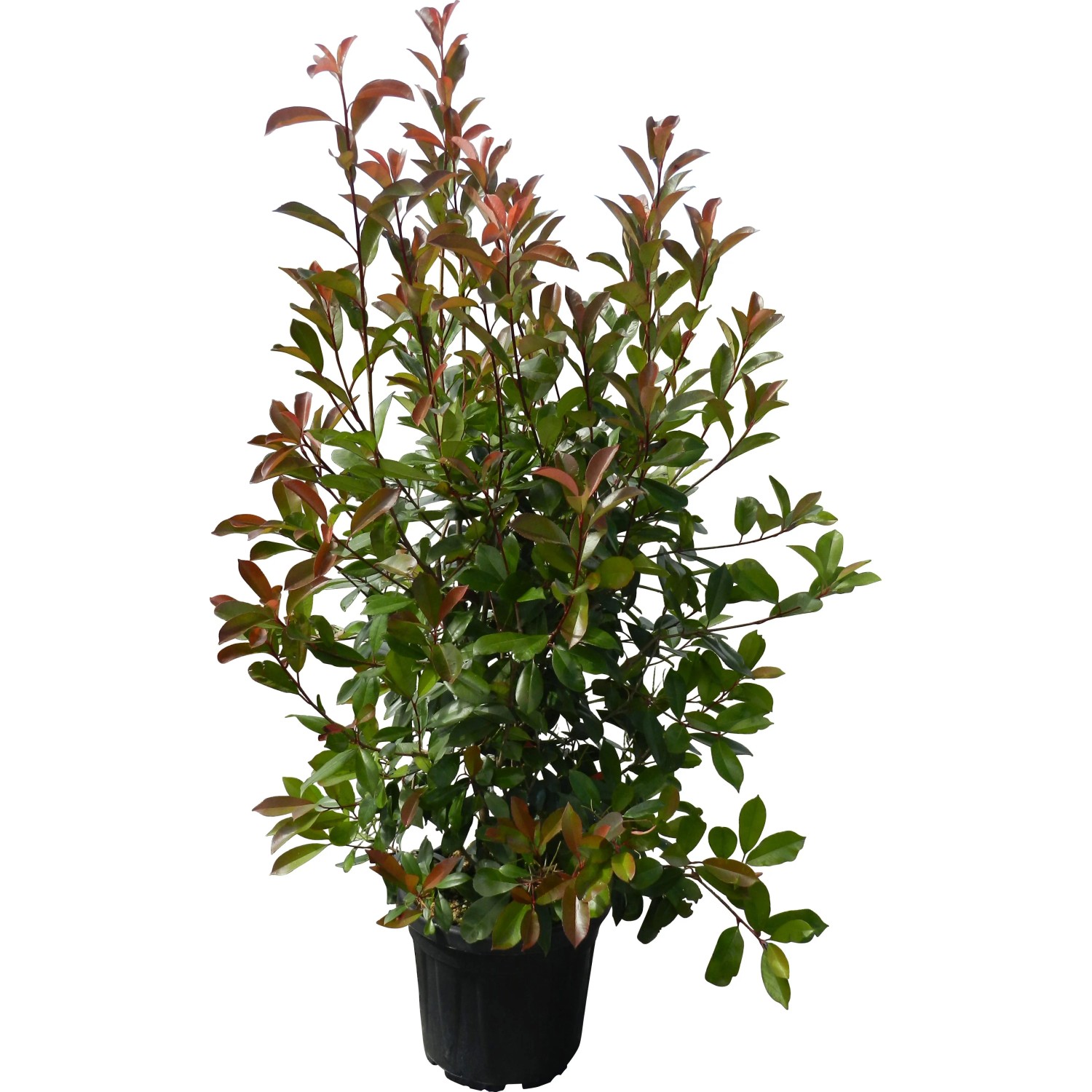 Glanzmispel Kaufen 150 Cm