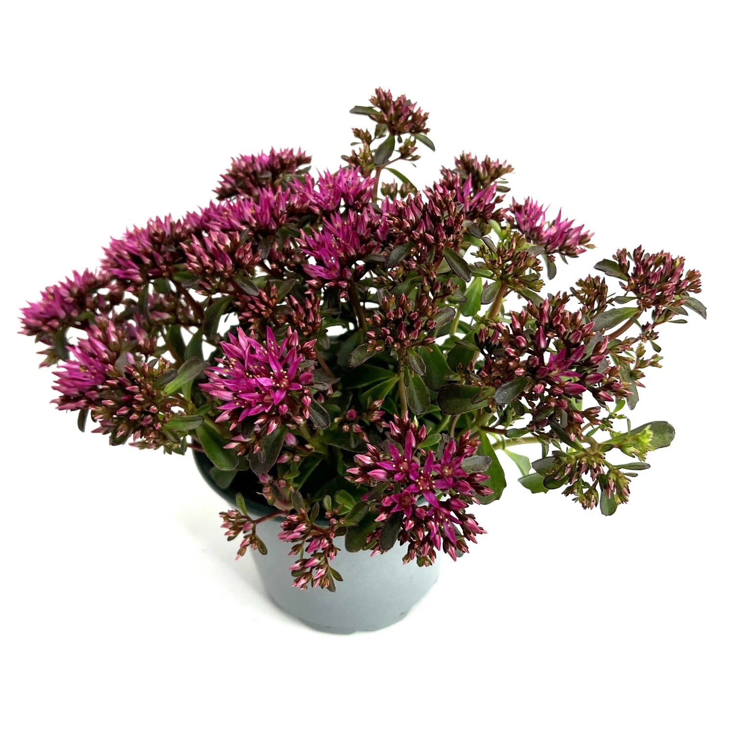 Sibirische Fetthenne Sedum Hybrid Premium 30 Cm Kaufen Bei OBI Sibirische Fetthenne Sedum Hybrid Premium 30 Cm Kaufen Bei OBI