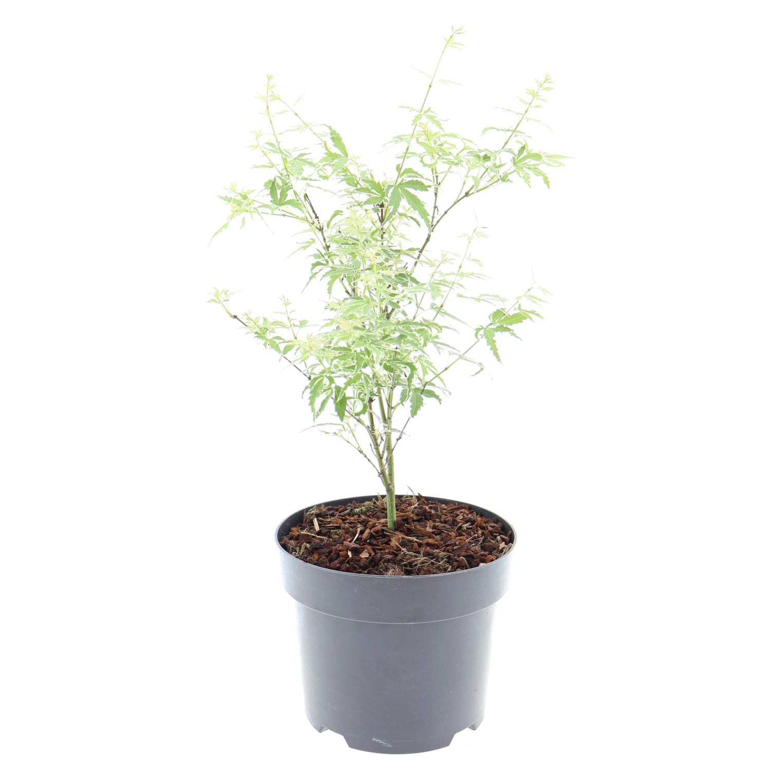 Japanischer Fächerahorn 7-fach Sortiert Höhe ca. 40 cm - 60 cm Acer ...