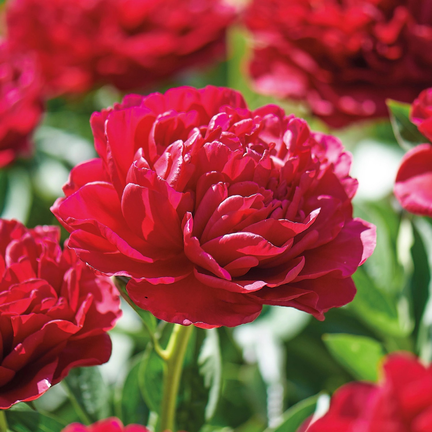 GROW by OBI Pfingstrose "Lactiflora Rot" Höhe ca. 80 cm Paeonia ...