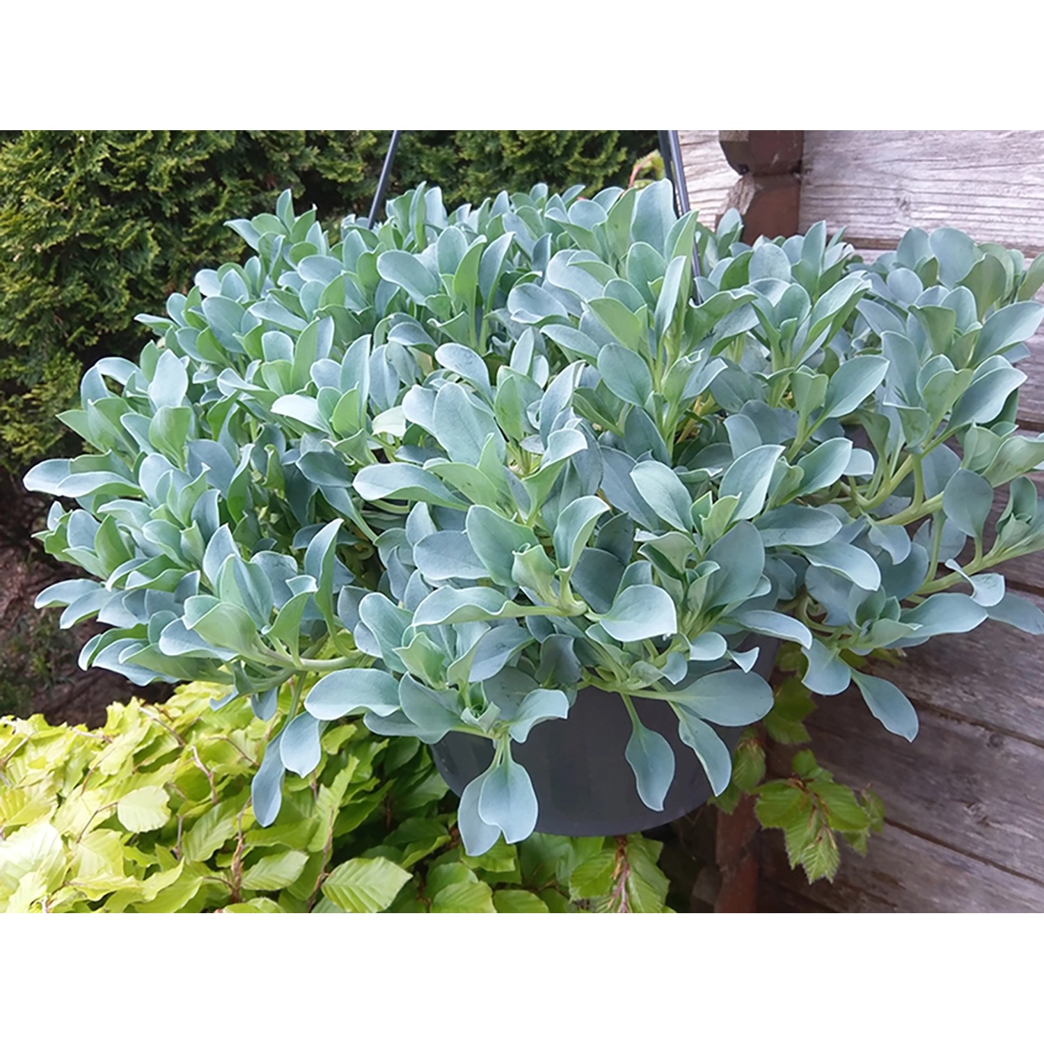 Blu Bio-Austernpflanze Topf-Ø ca. 12 cm Mertensia maritima kaufen bei OBI