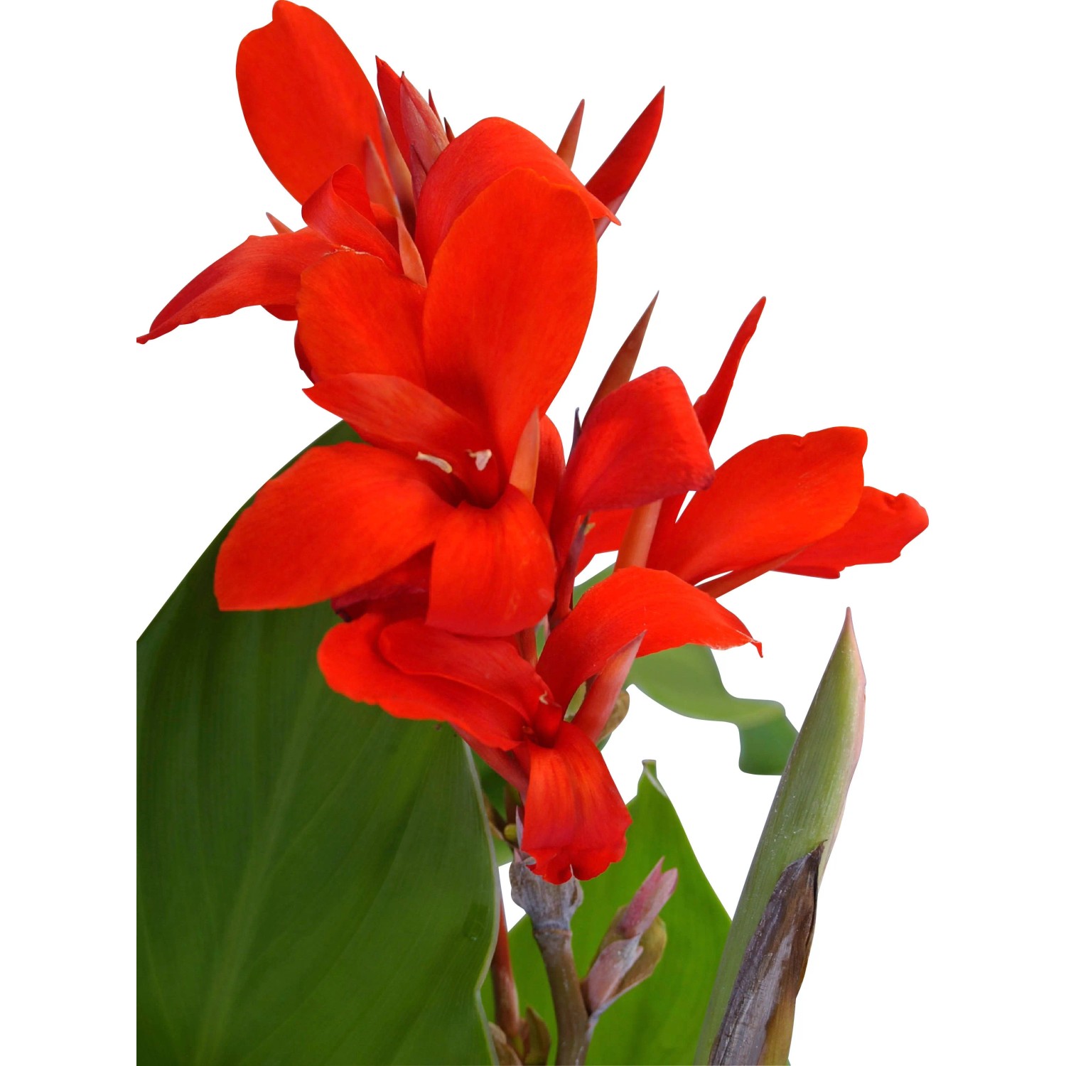 Indisches Blumenrohr Im Topf
