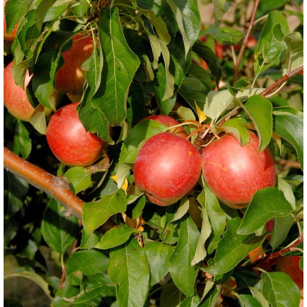 Apfelbaum kaufen bei OBI