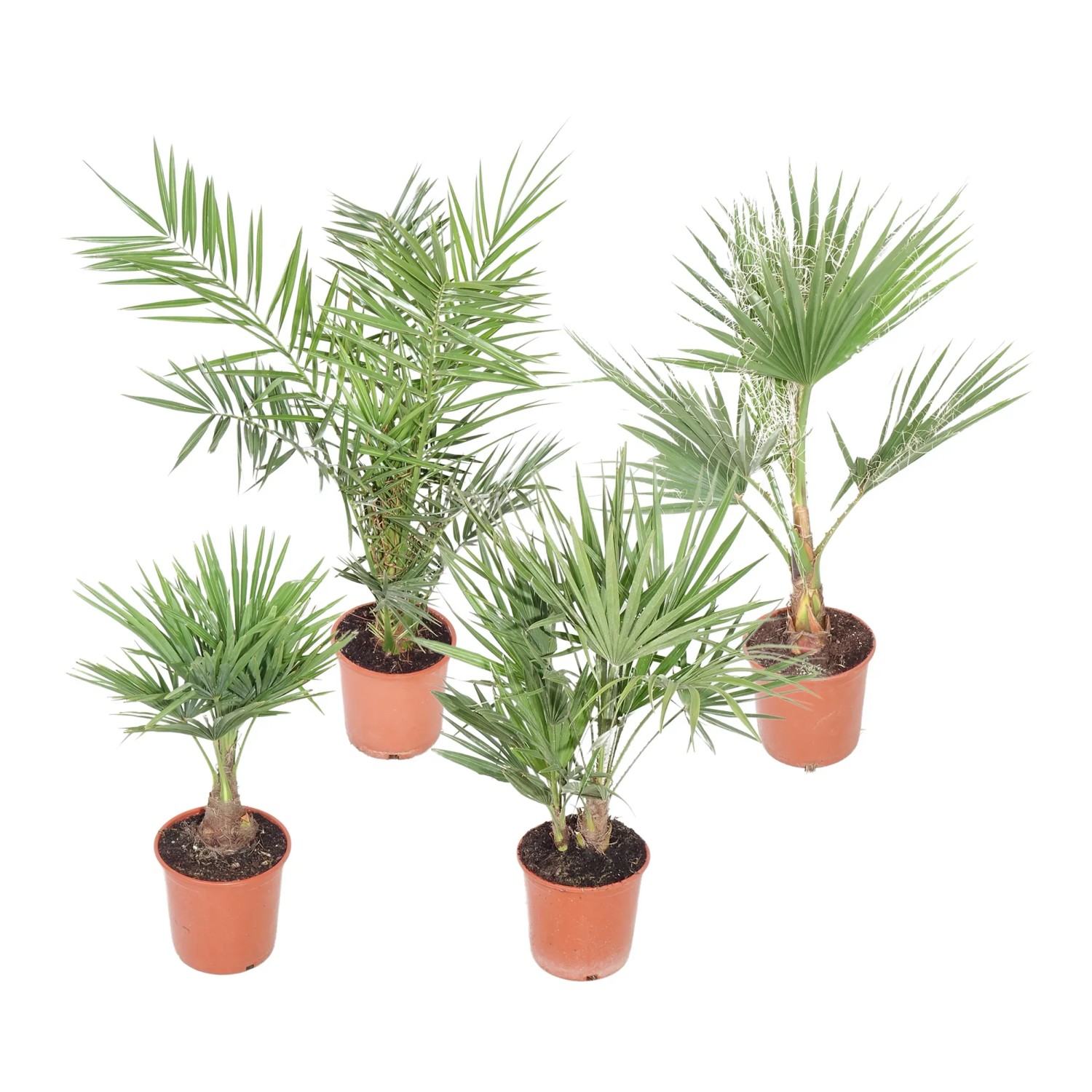 GROW by OBI Palme Sortenmix Höhe 60 - 80 cm Topf-Ø 20 cm kaufen bei OBI