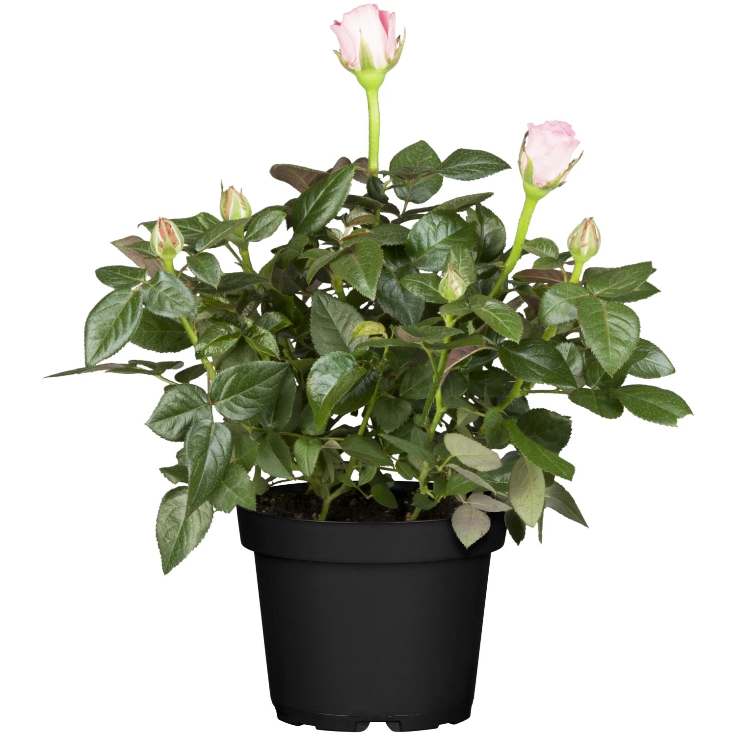 Zimmer-Rose Sortiert Höhe ca. 25 - 30 cm Topf-Ø ca. 10,5 cm Rosa ...