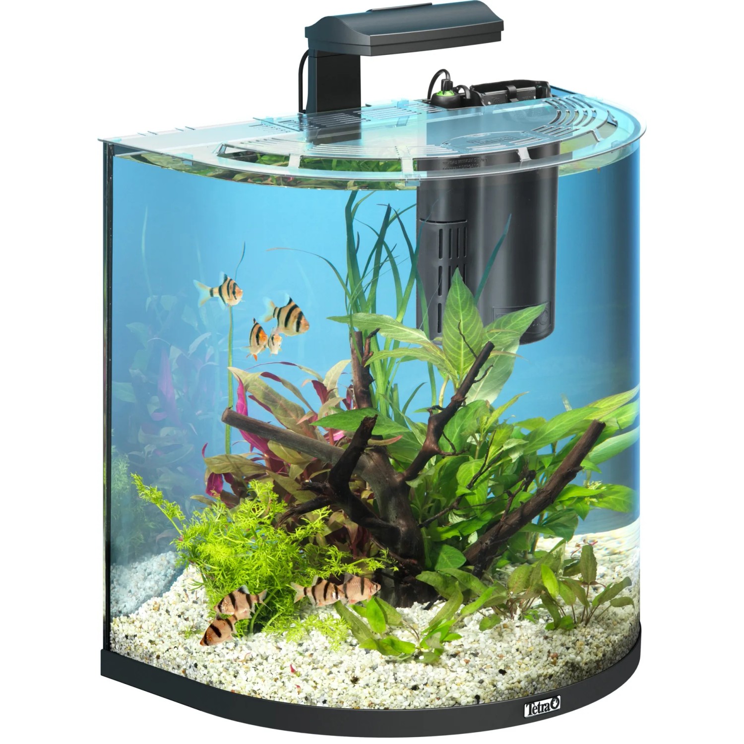 Wunderschãƒâne Tetra Aquarium 60l Ebenbild