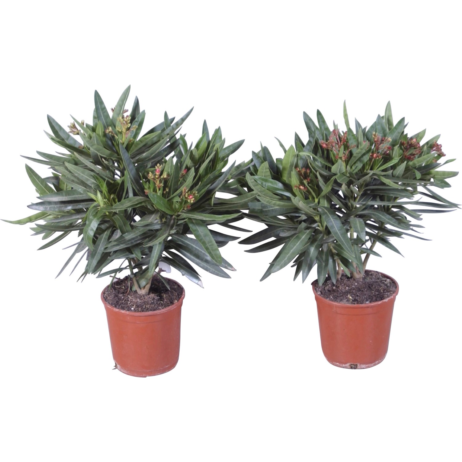 Oleander sortiert Topf-Ø ca. 17 cm Nerium oleander kaufen bei OBI
