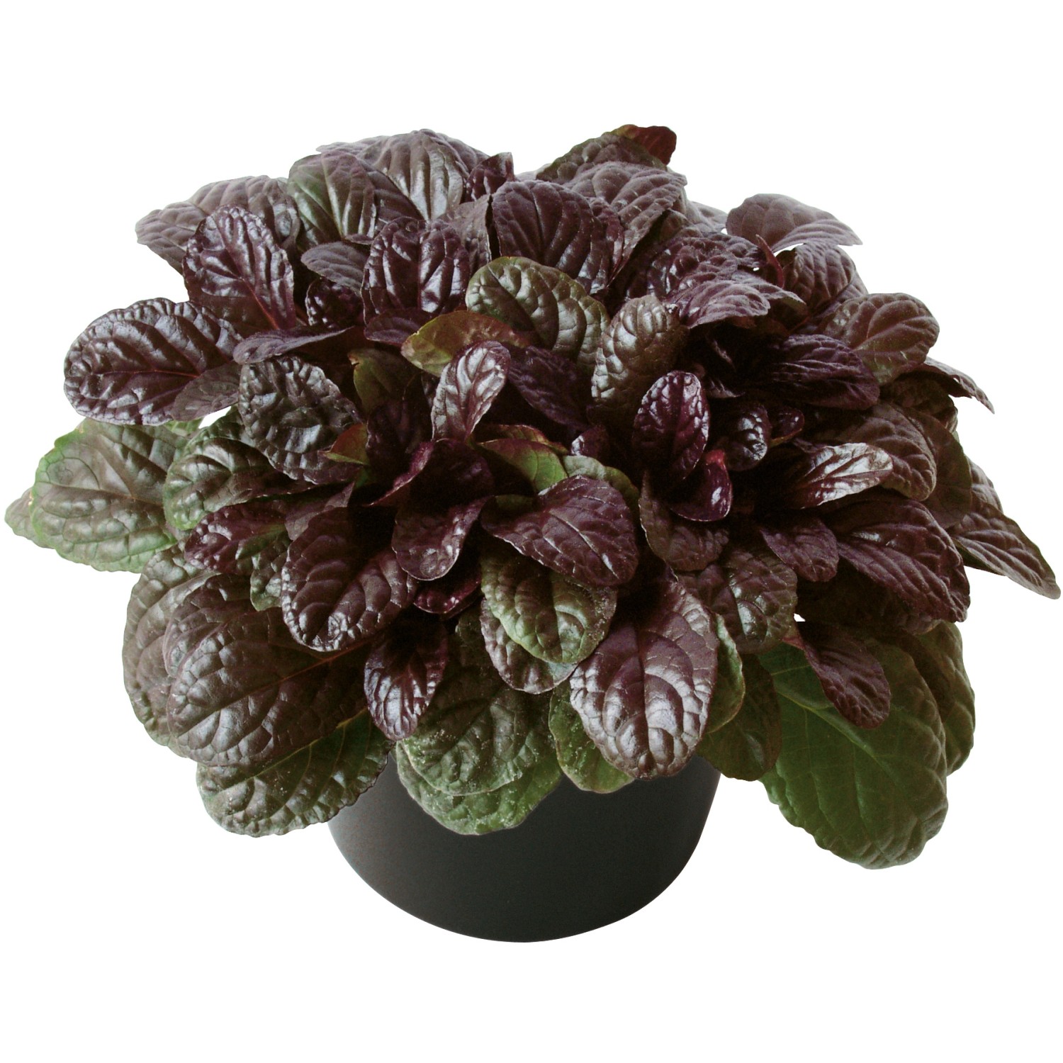 GROW by OBI Rotblättriger Günsel "Elmblut" Topf-Ø ca. 13 cm Ajuga ...