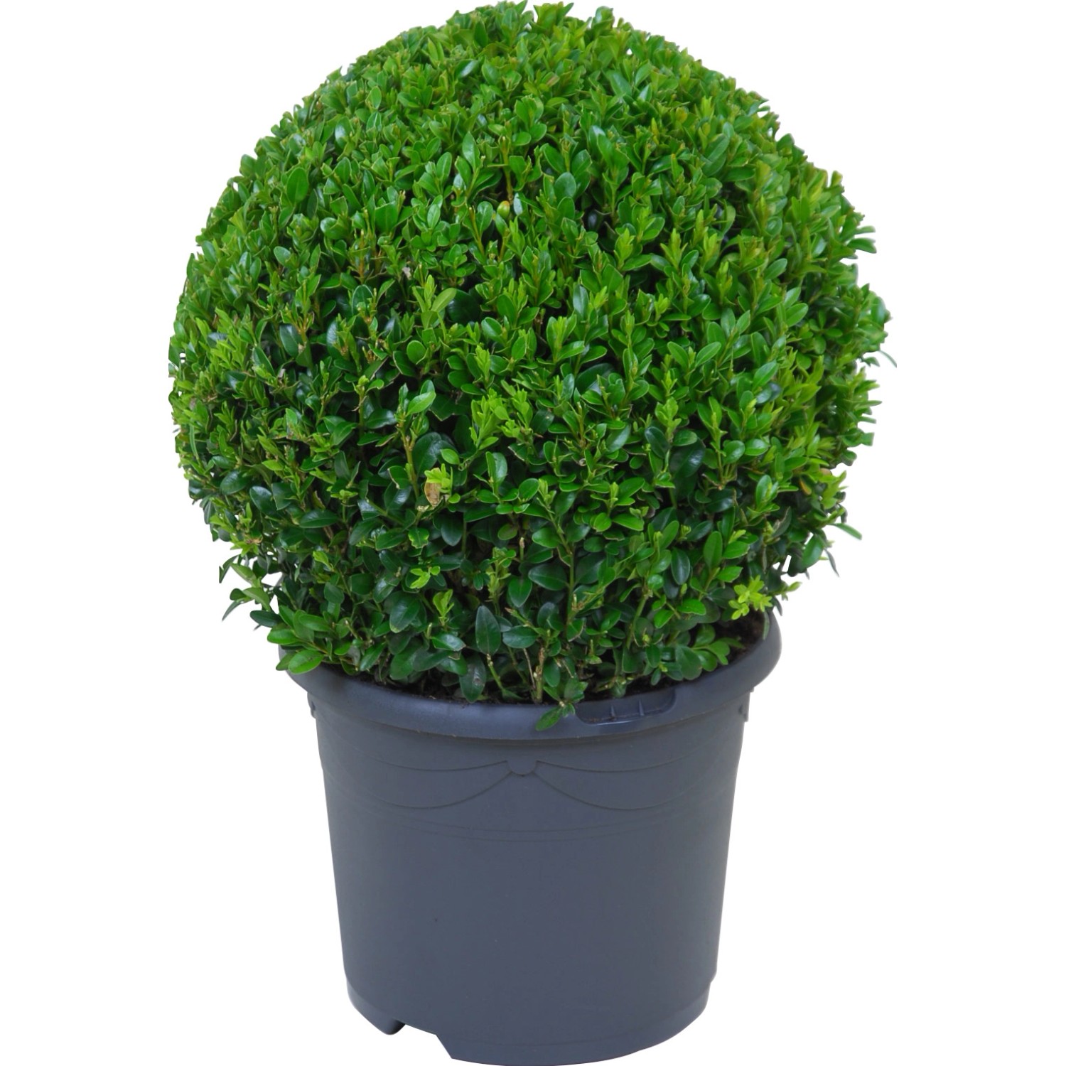 Buchsbaum Kugel Topf ca. 7,5 l Höhe ca. 28 - 35 cm Buxus sempervirens ...