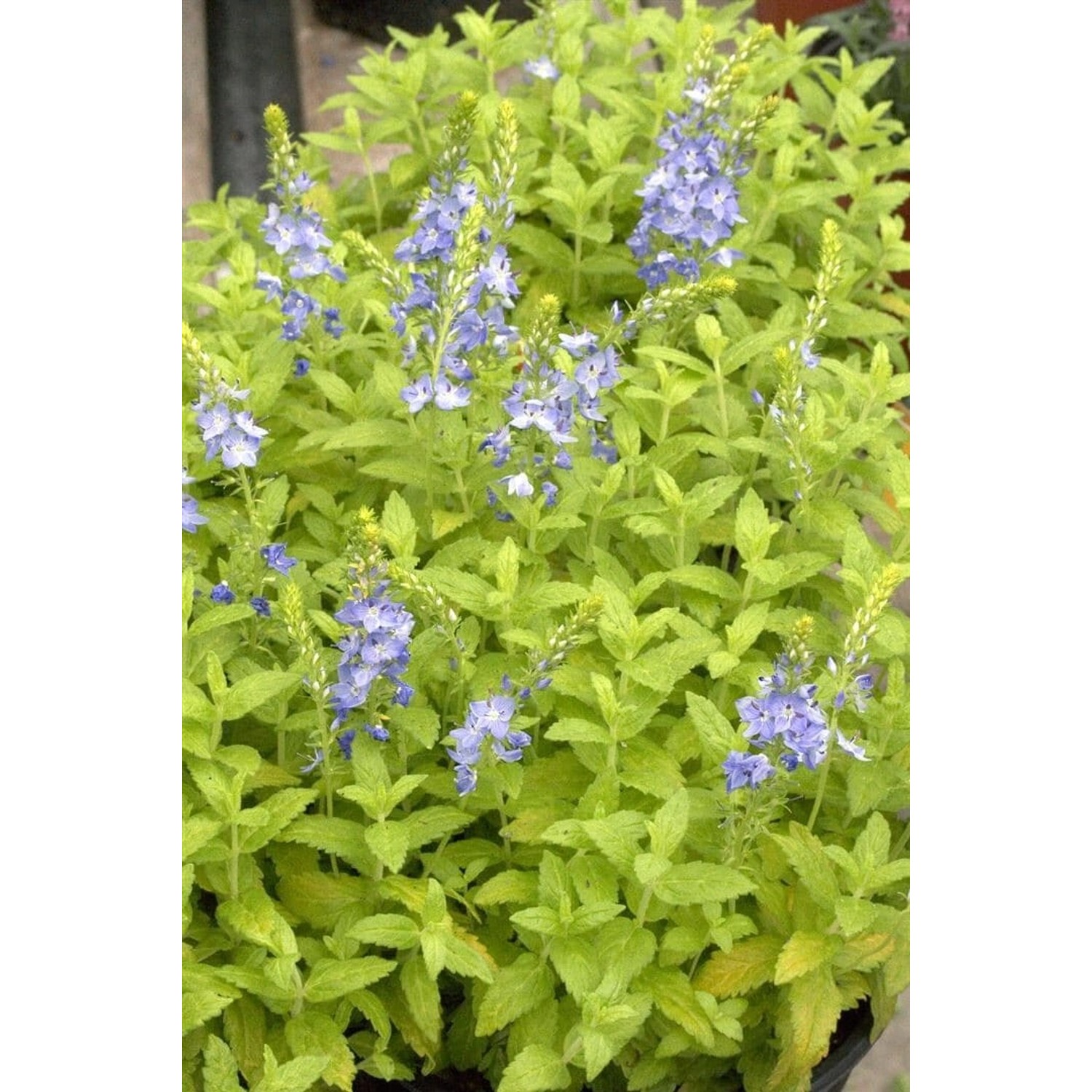 Veronica Prostrata Ehrenpreis Blau Ca. 9x9 cm Topf