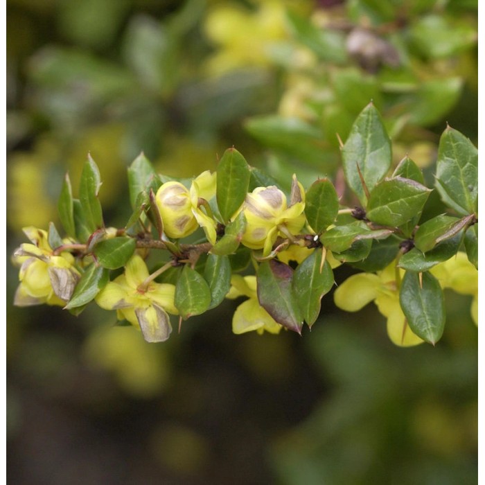 Berberitze Berberis kaufen bei OBI