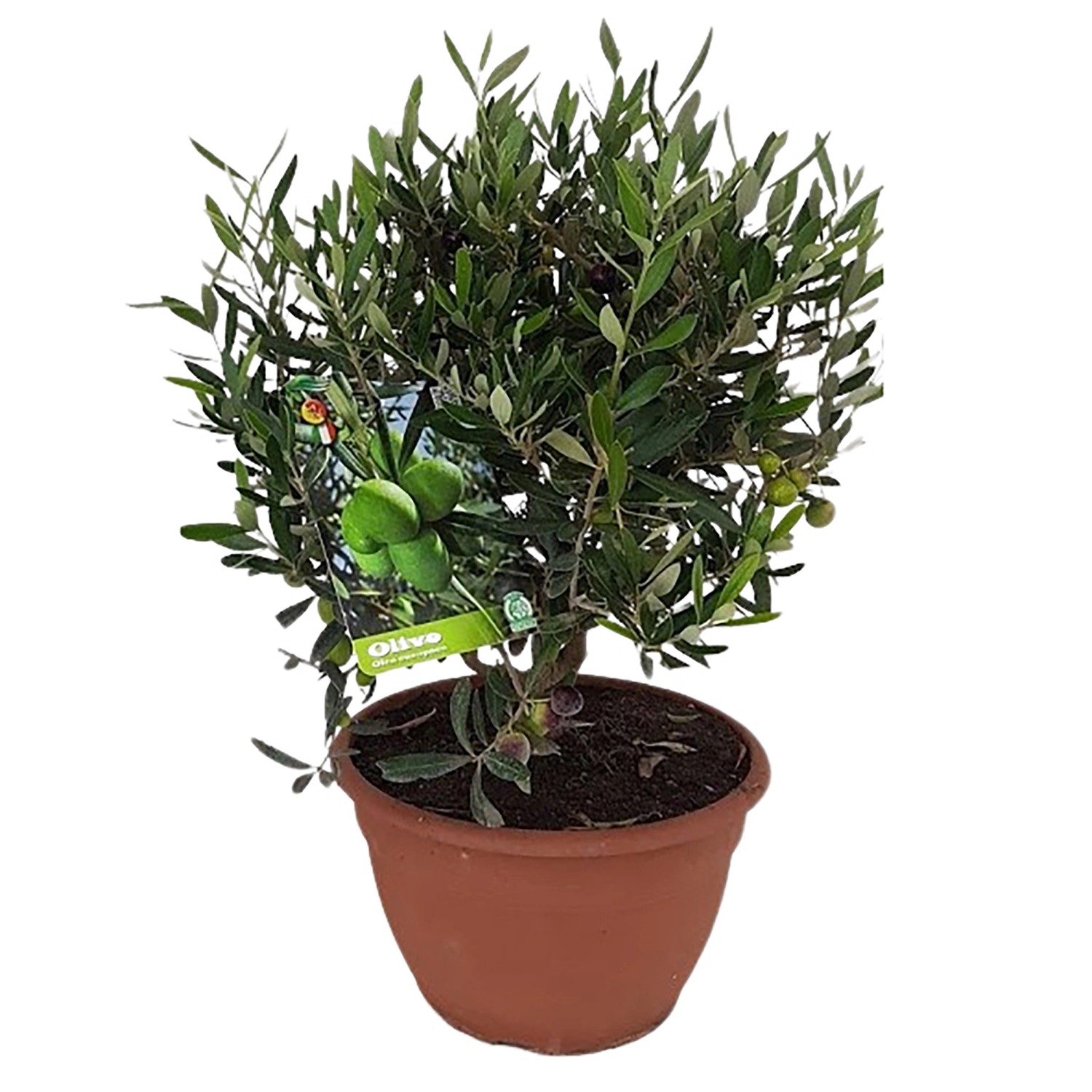 Olivenbaum Höhe ca. 30 - 40 cm Topf ca. 6 l Olea europaea kaufen bei OBI