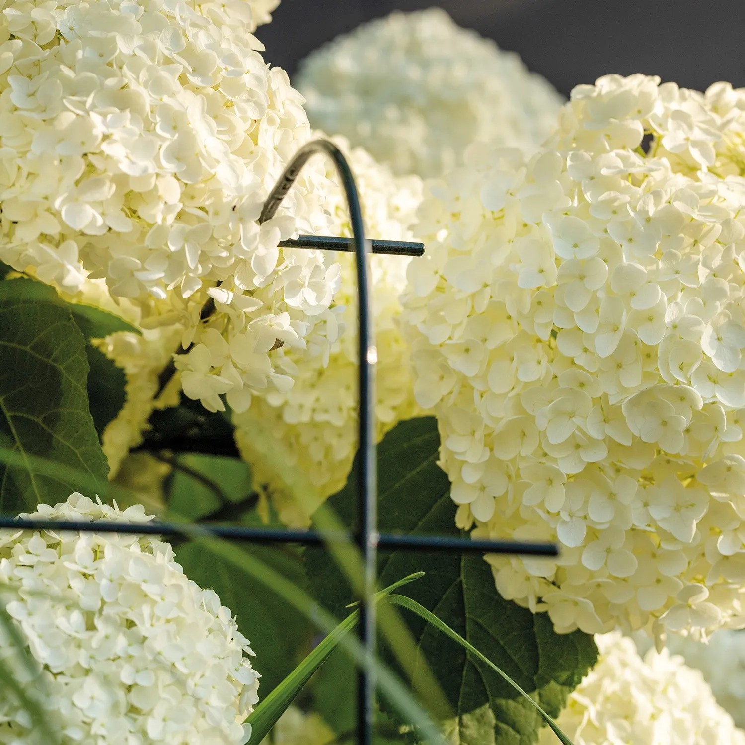Gitter Fur Hortensie Annabelle