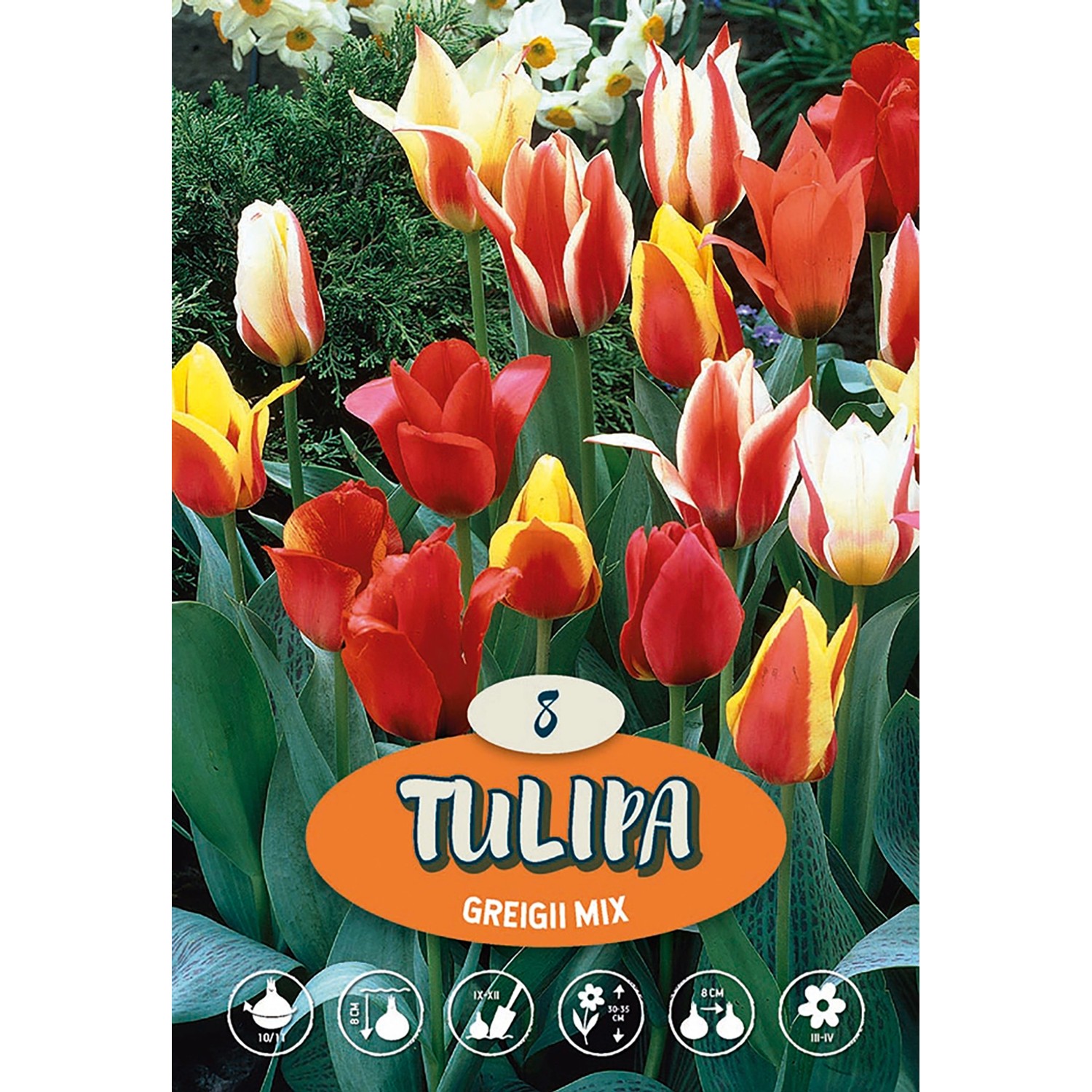 Greigii Tulpe "Mix" kaufen bei OBI