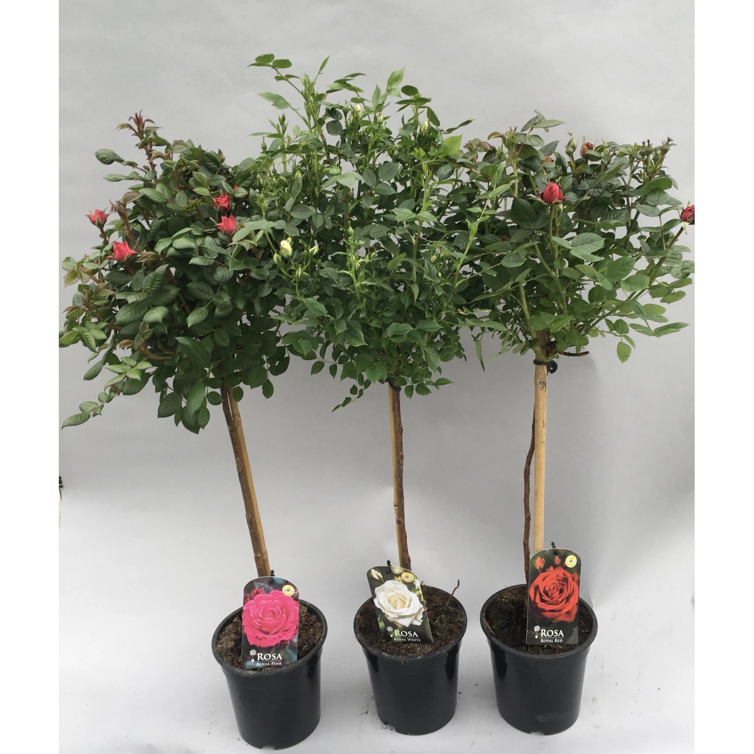 GROW by OBI Rose Höhe ca. 105 cm Rosa hybriden kaufen bei OBI