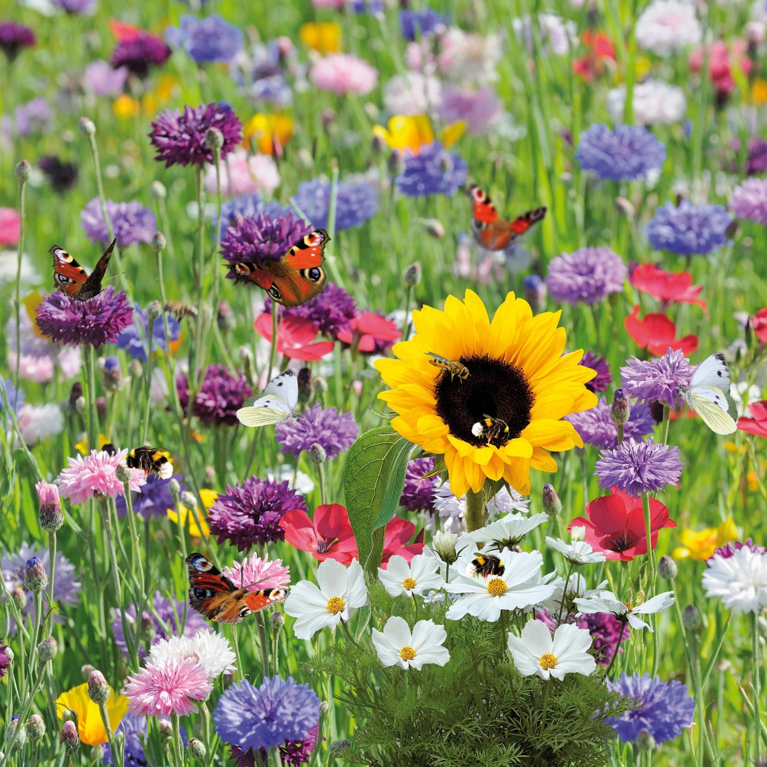 GROW by OBI Blumenmischung "Bestäubergarten" Streuschachtel kaufen bei OBI