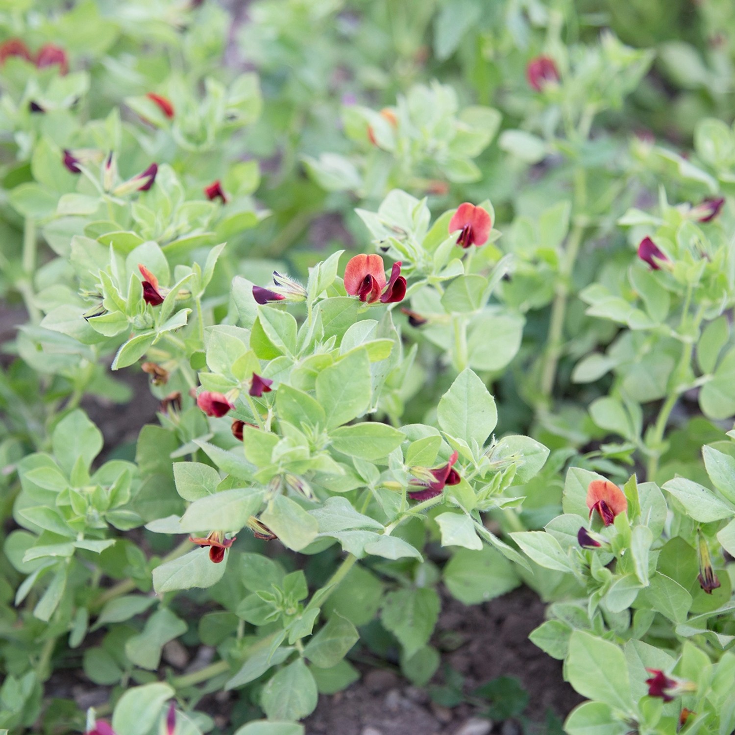 Blu Bio Spargelerbse Topf-Ø ca. 12 cm Lotus tetragonolobus kaufen bei OBI