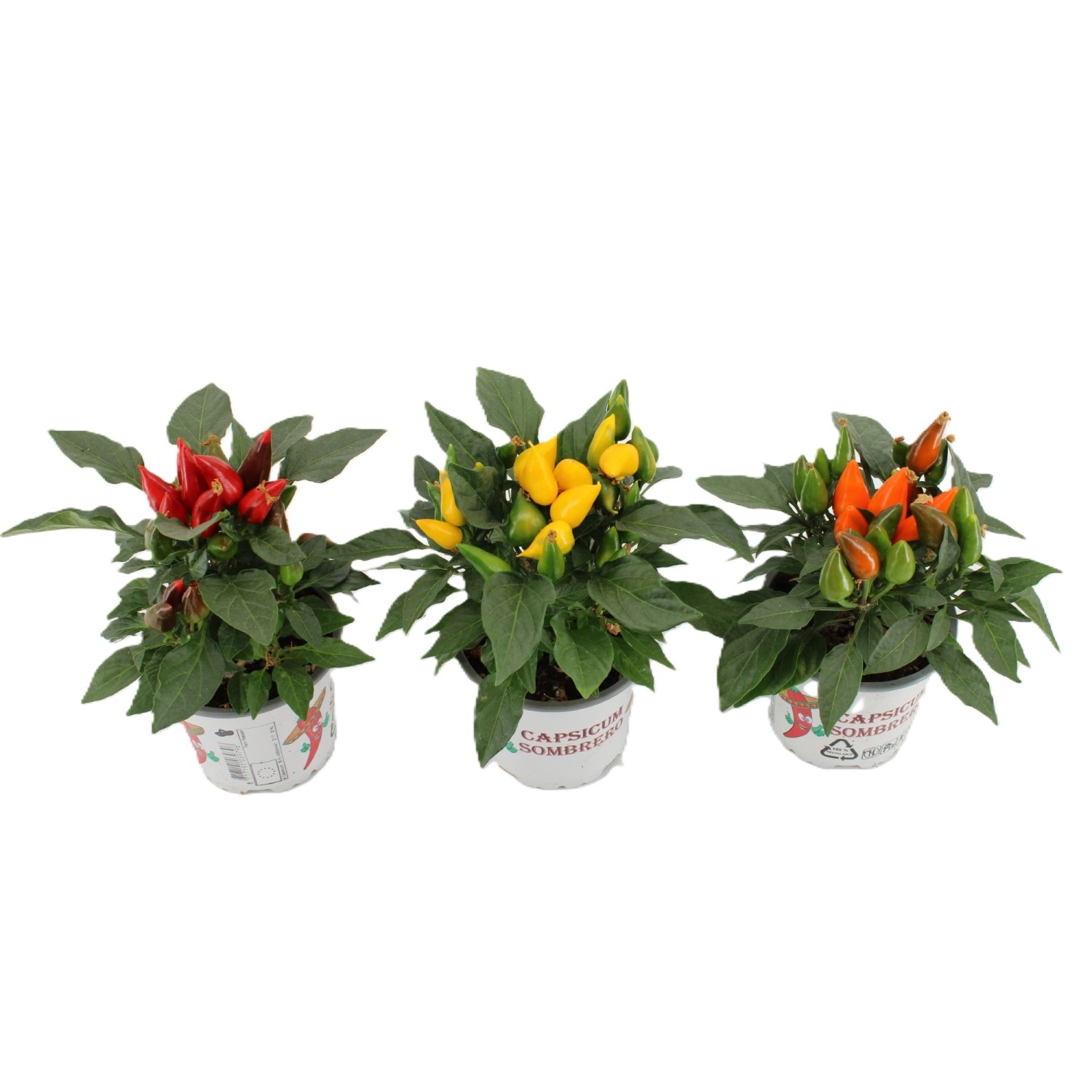 Zierpaprika "Sombrero" Farbenauswahl Höhe 25 cm Topf-Ø 10,5 cm Capsicum ...