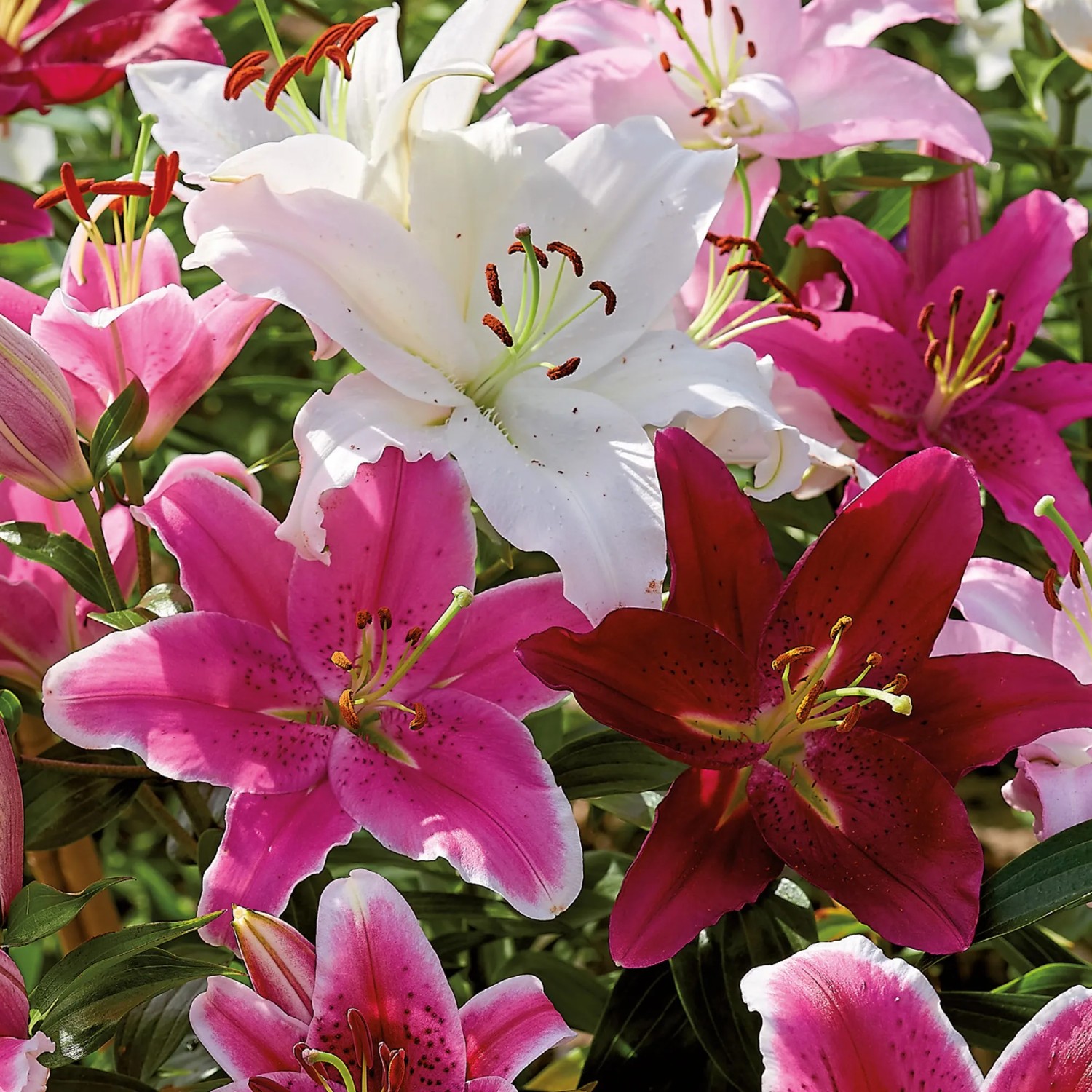 GROW by OBI Orientalische Lilien Mischung 80 cm kaufen bei OBI