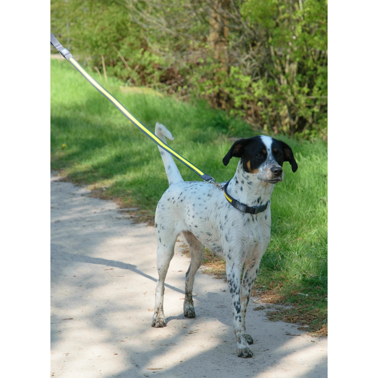 Dobar LED Halsband Gelb kaufen bei OBI