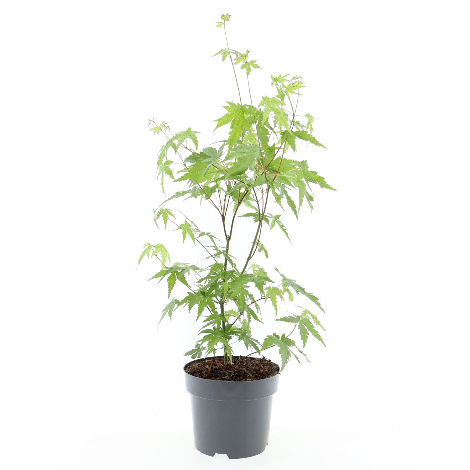 Japanischer Fächerahorn 7-fach Sortiert Höhe ca. 40 cm - 60 cm Acer ...