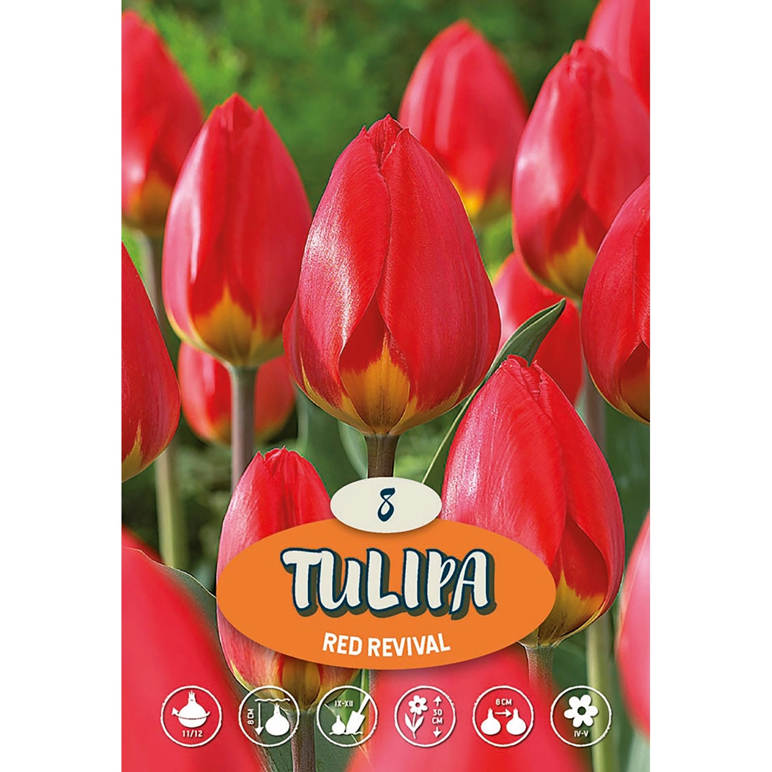 Tulpen Red Revival kaufen bei OBI