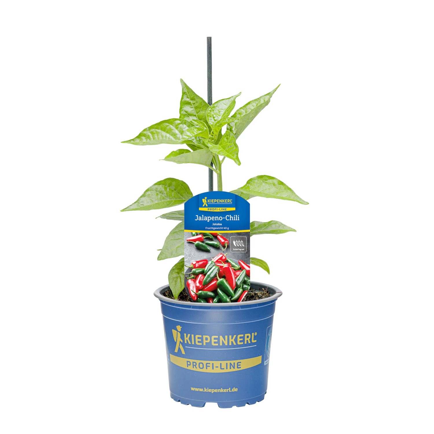 Kiepenkerl Paprika "Joloba" Topf-Ø ca. 10,5 cm Capsicum annuum kaufen ...